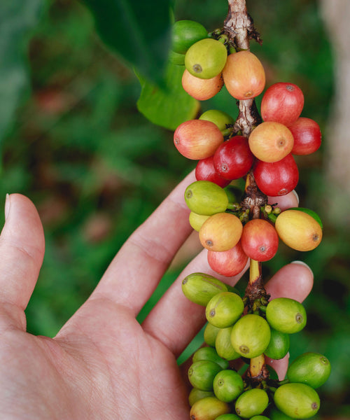 Roasting Plant Sourcing